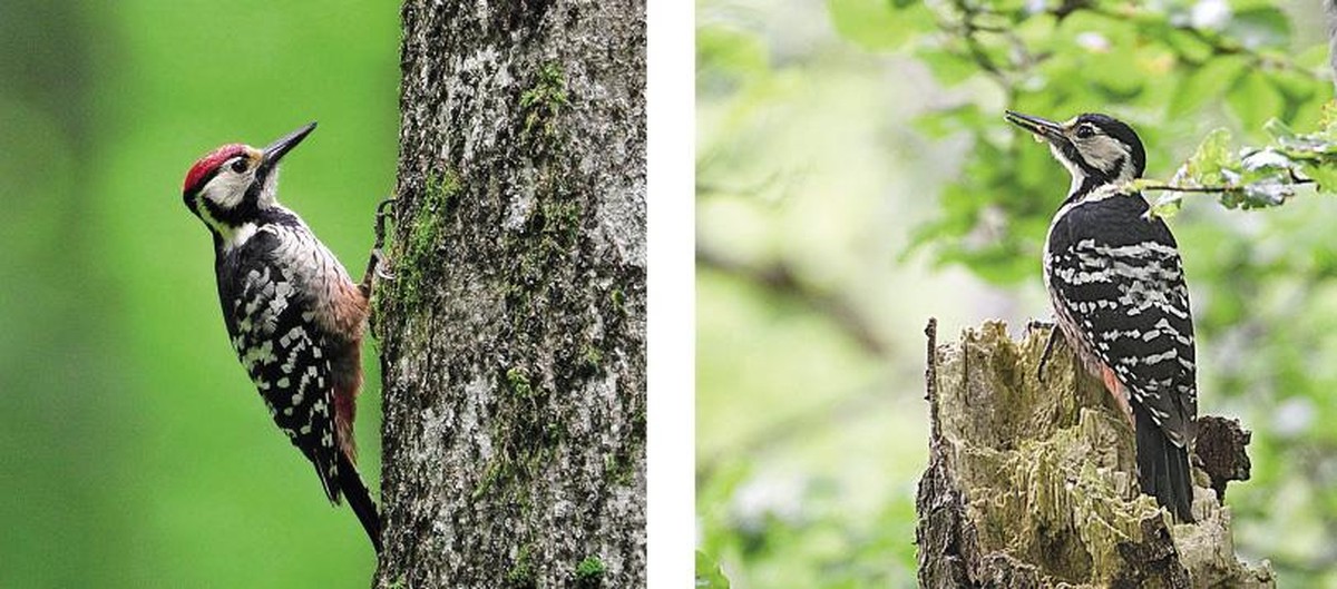Irrati-telemetria: okil gibelnabarren sekretuak erakutsi dituen ...