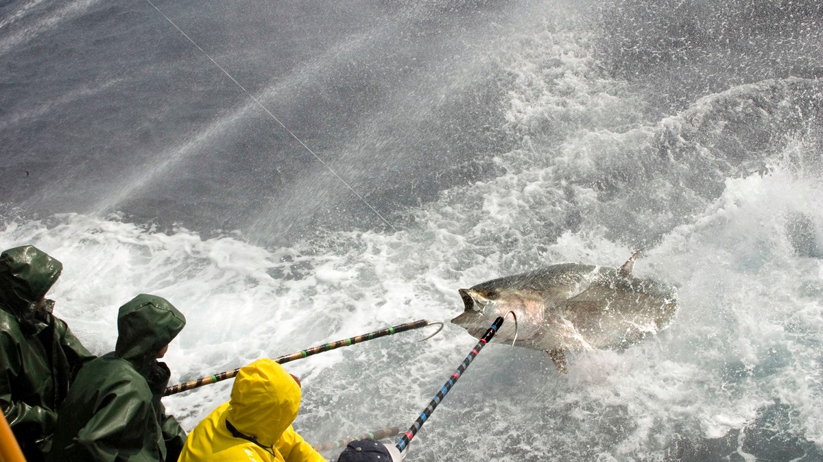 Atunek eta marlinek hobera egin dute, baina marrazoek galtzeko bidean ...