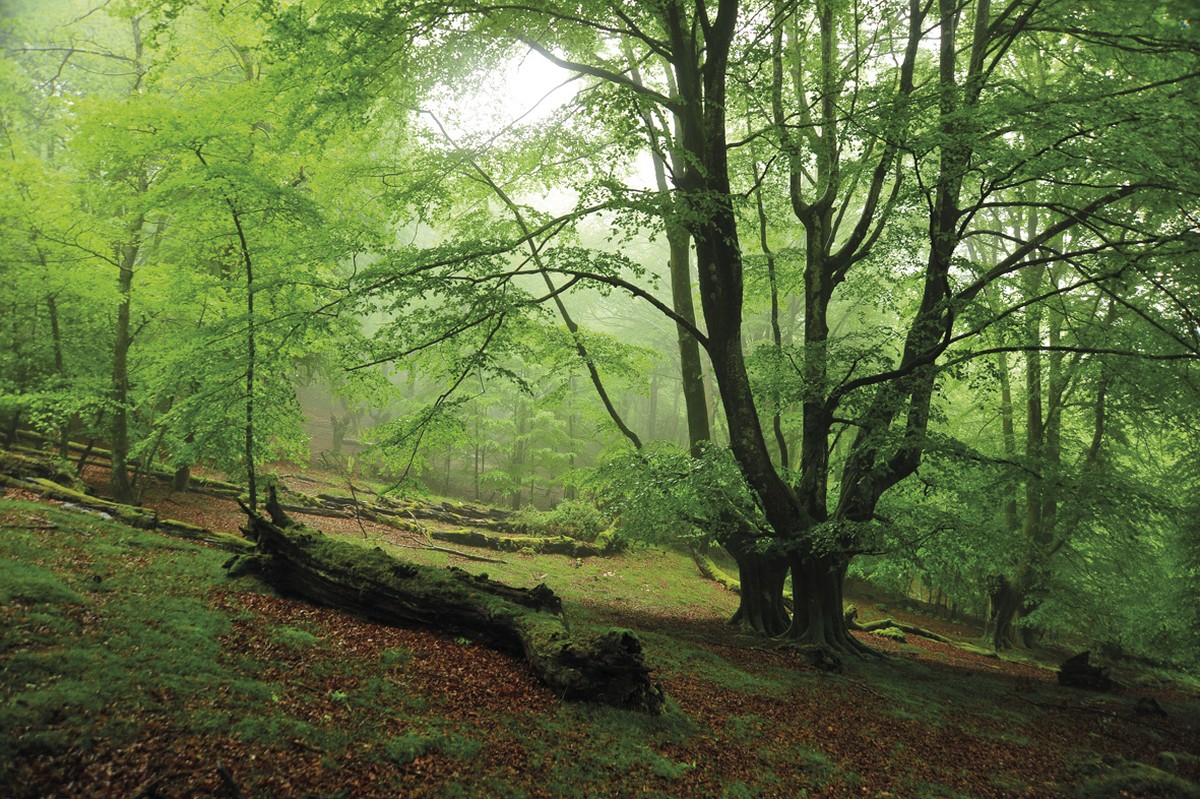 Euskal Herriko basoen osasuna - Elhuyar Zientzia