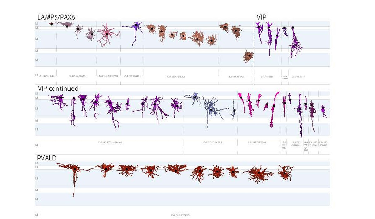 They form an atlas of cells in the human brain. - Elhuyar Zientzia