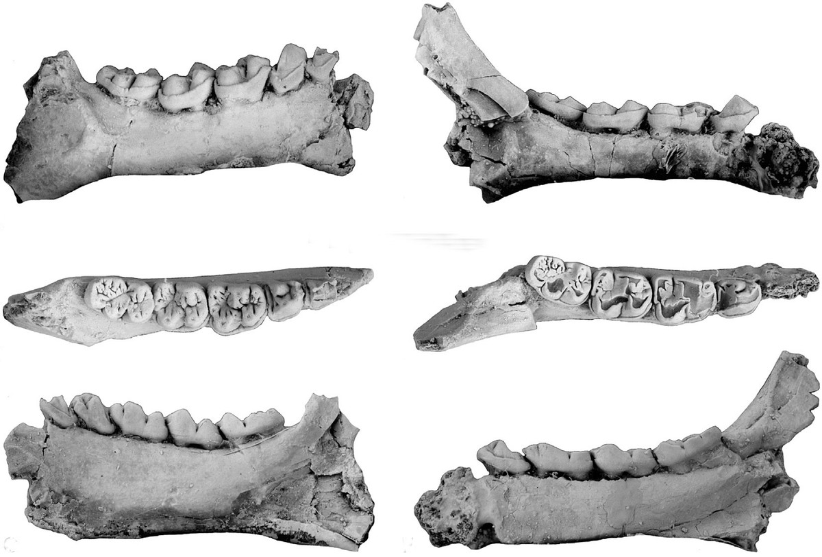 A fossil from the Upper Eocene states that the mammals of the Iberian ...